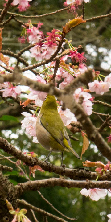 Ryuichiro Hataya's Webpage